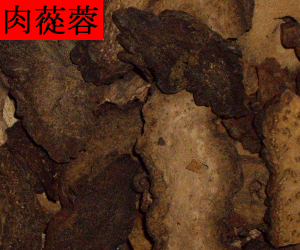 Rou Cong Rong (Cistanche deserticola) - Bristol Botanicals