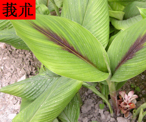 E Zhu tincture (Curcuma phaeocaulis) 1:3 25% - Bristol Botanicals