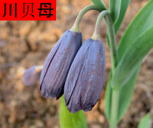 Chuan Bei Mu concentrated powder (Fritillaria cirrhosa) 5:1 - Bristol ...