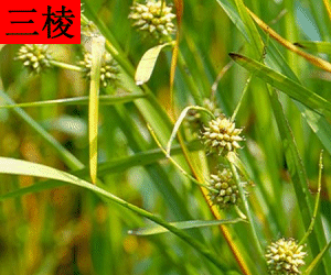 San Leng tincture (Sparganium stoloniferum) 1:3 25% - Bristol Botanicals