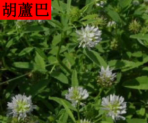 Hu Lu Ba concentrated powder (Trigonella foenum) 5:1 - Bristol Botanicals