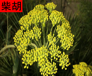 Chai Hu tincture (Bupleurum chinensis) 1:3 25% - Bristol Botanicals