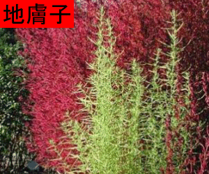 Di Fu Zi tincture (Kochia scoparia) 1:3 25% - Bristol Botanicals
