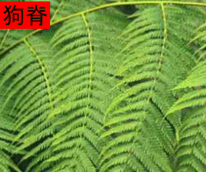 Gou Ji tincture (Cibotium barometz) 1:3 25% - Bristol Botanicals