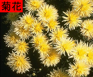Ju Hua tincture (Chrysanthemum morifolium) 1:3 25% - Bristol Botanicals