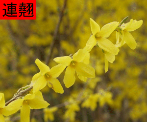 Lian Qiao tincture (Forsythia suspensa) 1:3 25% - Bristol Botanicals