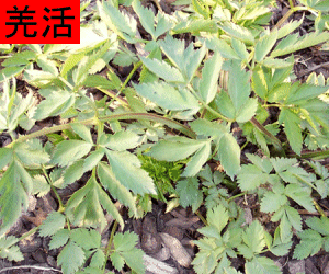 Qiang Huo tincture (Notopterygium incisum) 1:3 25% - Bristol Botanicals