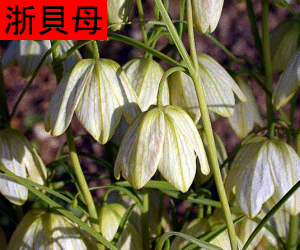 Zhe Bei Mu concentrated powder (Fritillaria thunbergii) 5:1 - Bristol ...