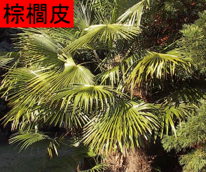 Zong Lu Pi tincture (Trachycarpus fortunei) 1:5 25% - Bristol Botanicals