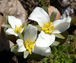 Beth root tincture (Trillium erectum) 1:5 45% - Bristol Botanicals